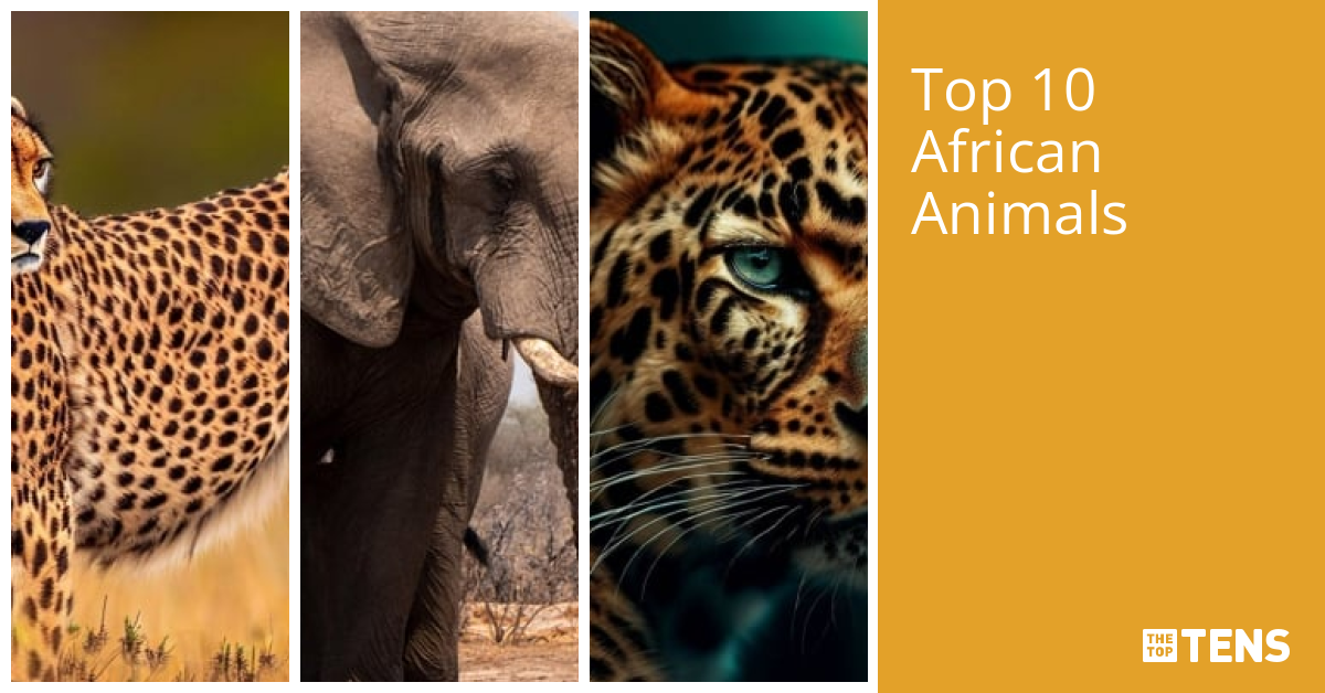 Top 10 African Animals - TheTopTens