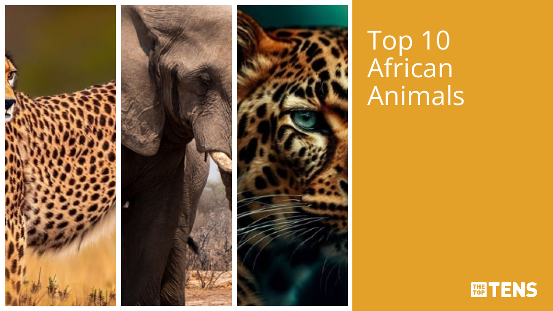 Top 10 African Animals