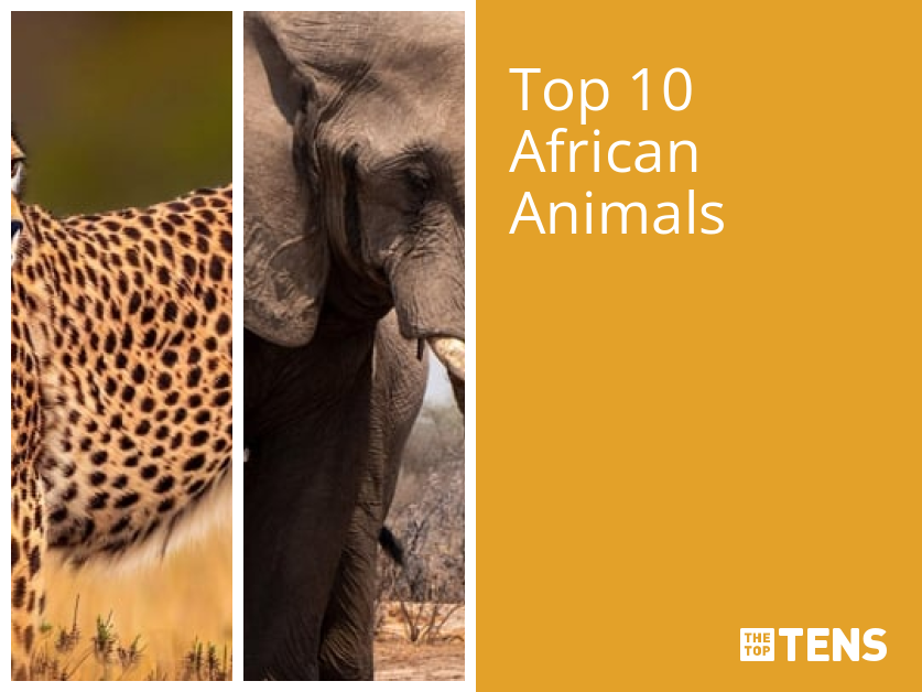 Top 10 African Animals