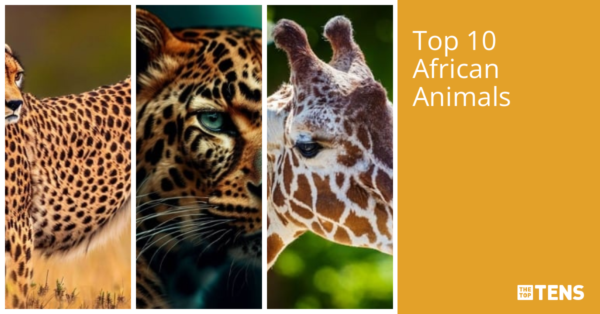 Top 10 African Animals