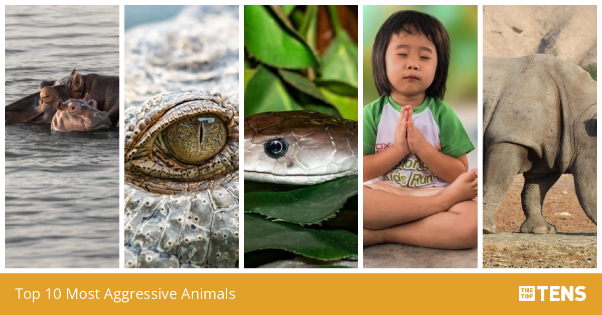 Top 10 Most Aggressive Animals