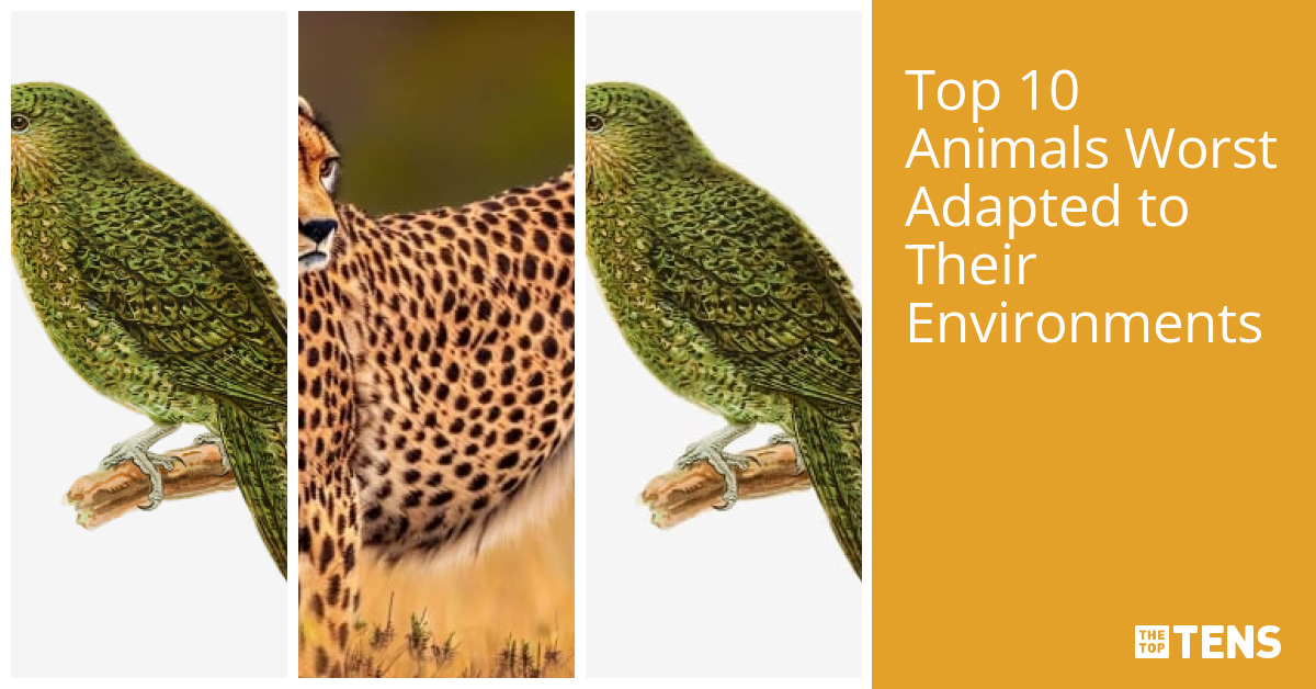 Animals that are Worst Adapted to Their Environment