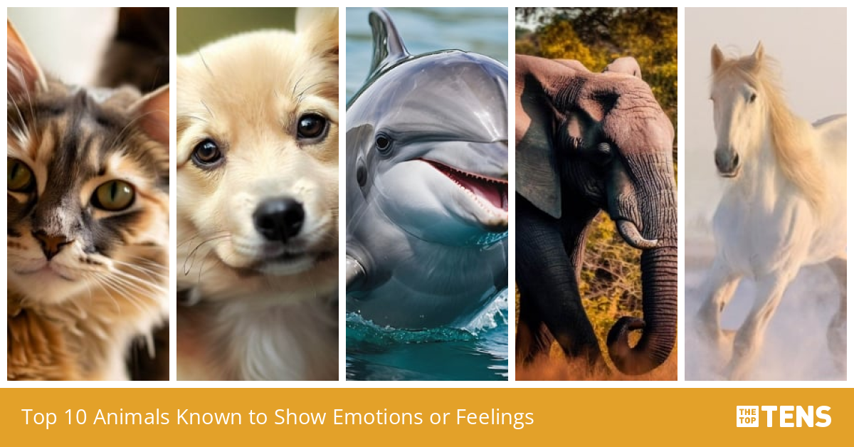 Top 10 Animals Known to Show Emotions or Feelings