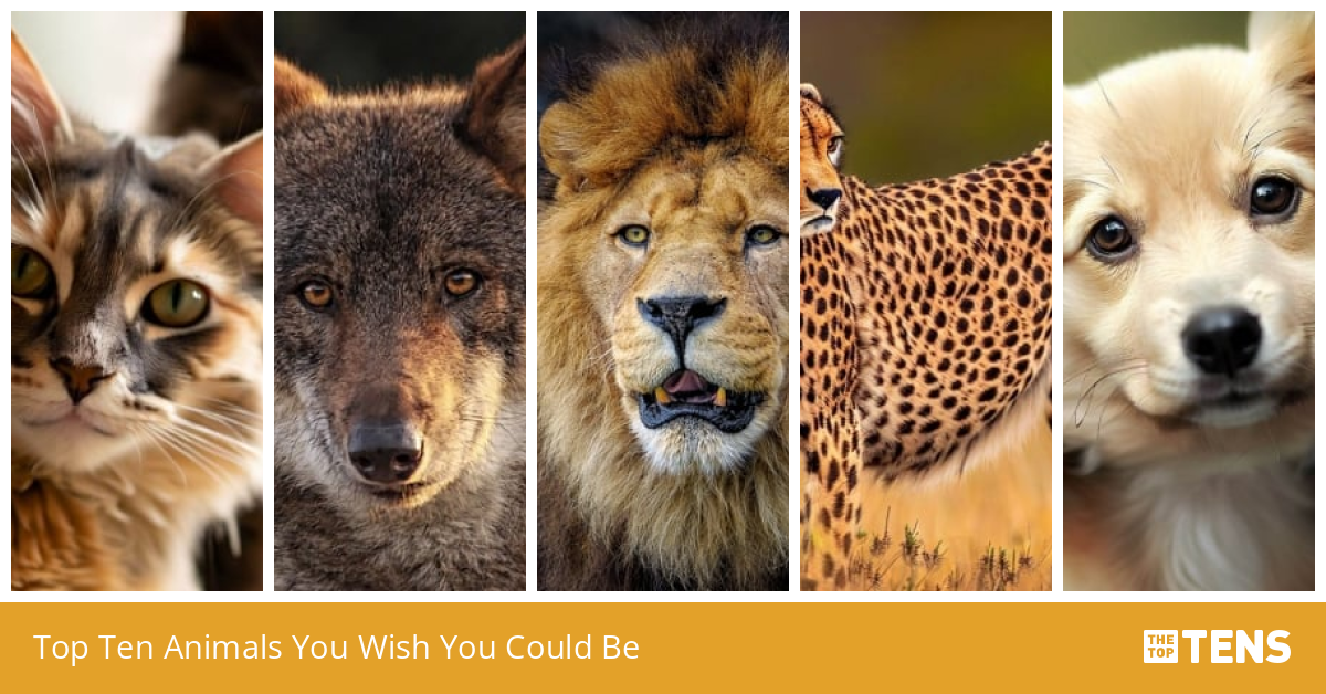 Top Ten Animals You Wish You Could Be