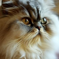 Top 10 Most Beautiful Domestic Cat Breeds - TheTopTens