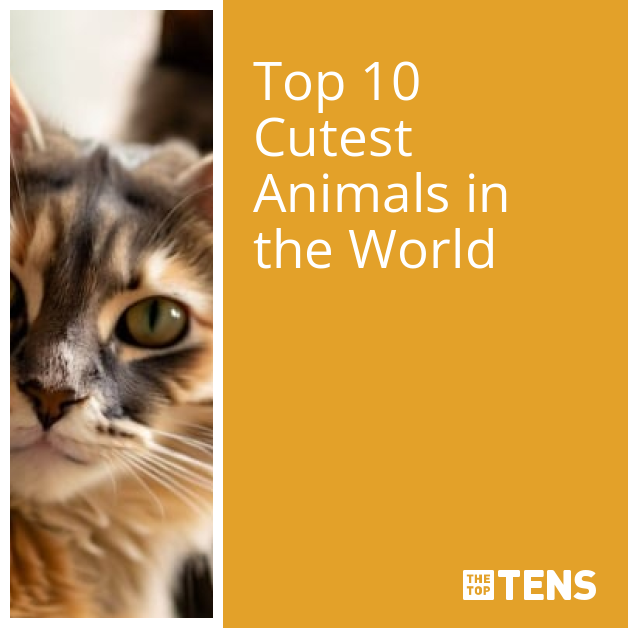 Cutest Animals In The World Top 10