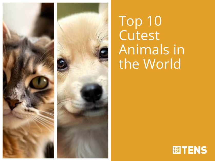 Cutest Animals In The World Top 10
