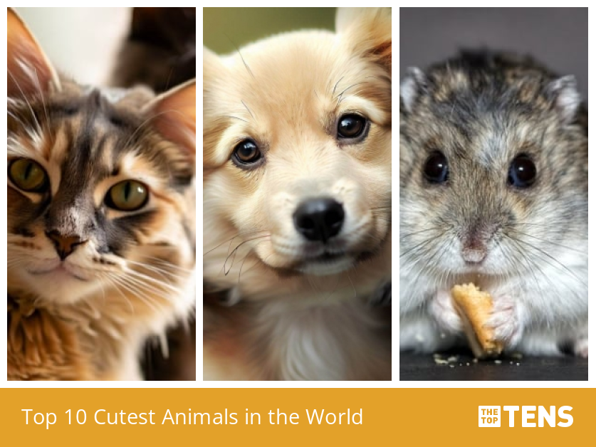 Top 10 Most Cutest Animals In The World Meet The 10 Cutest Animals In