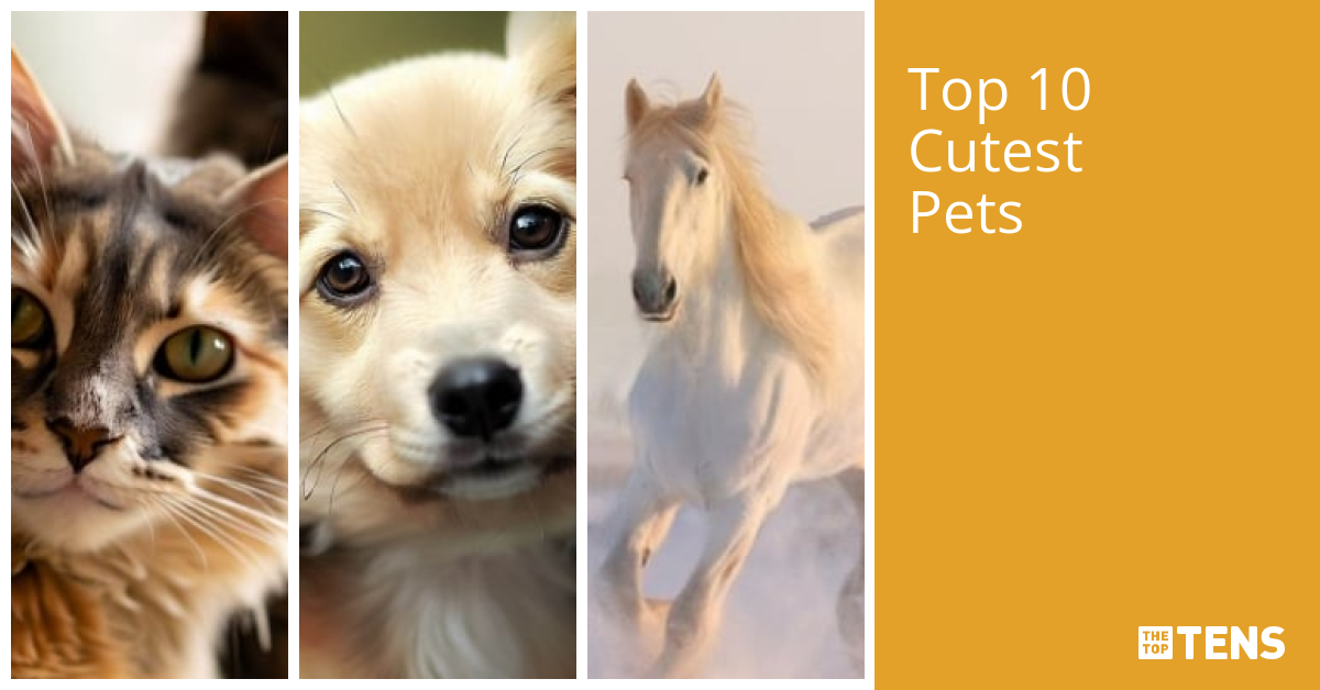 Top Ten Cutest Pets - TheTopTens