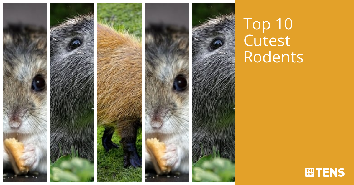 Top Ten Cutest Rodents - TheTopTens