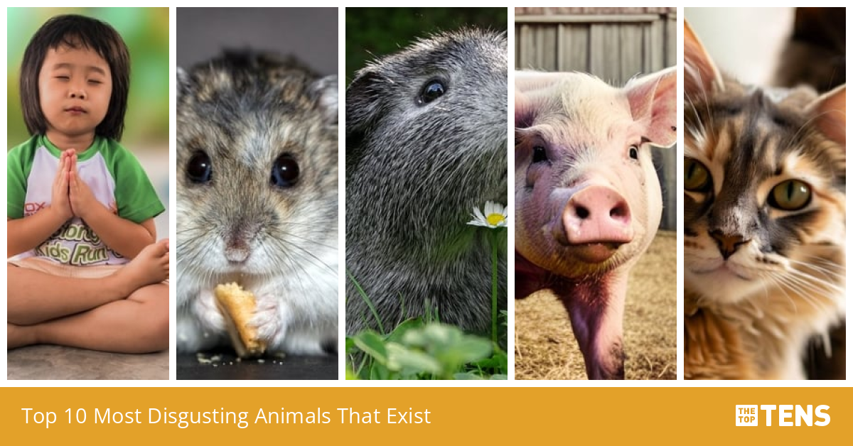 Top 10 Most Disgusting Animals That Exist