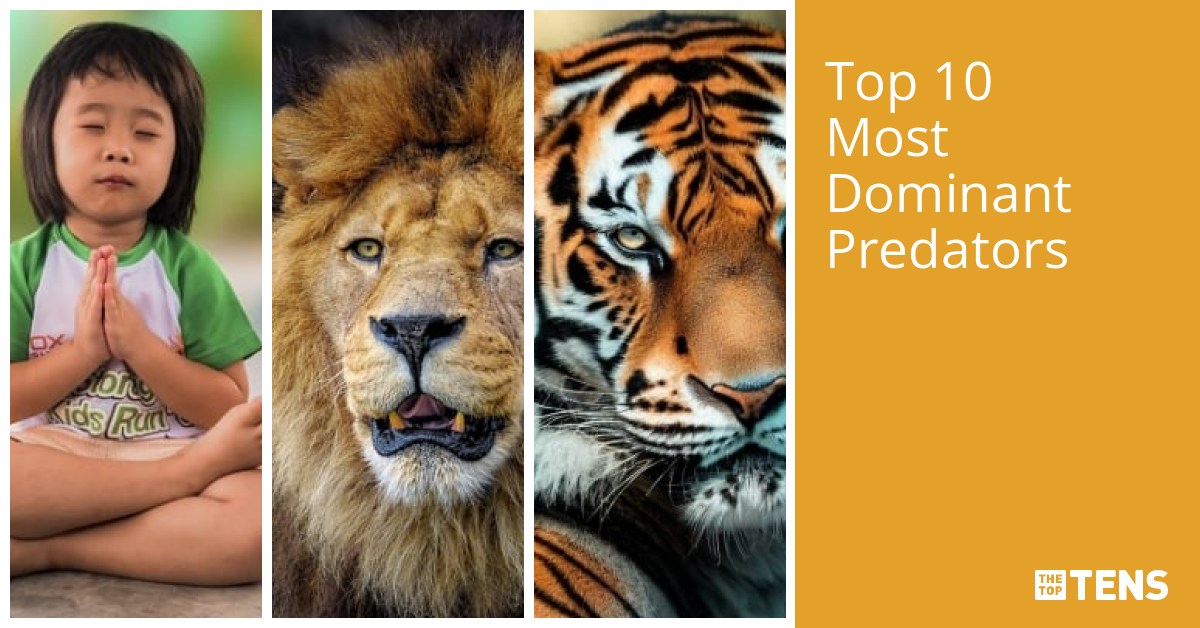 Top 10 Most Dominant Predators - TheTopTens