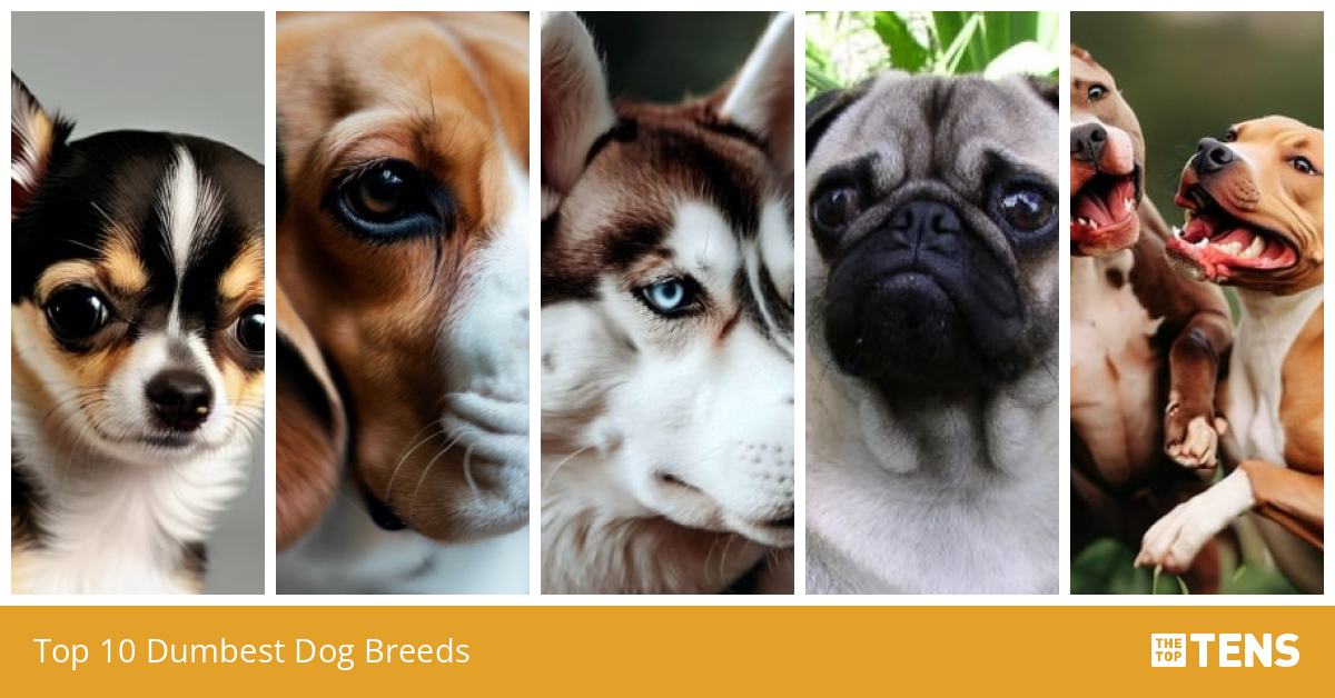 Top 10 Dumbest Dog Breeds - TheTopTens