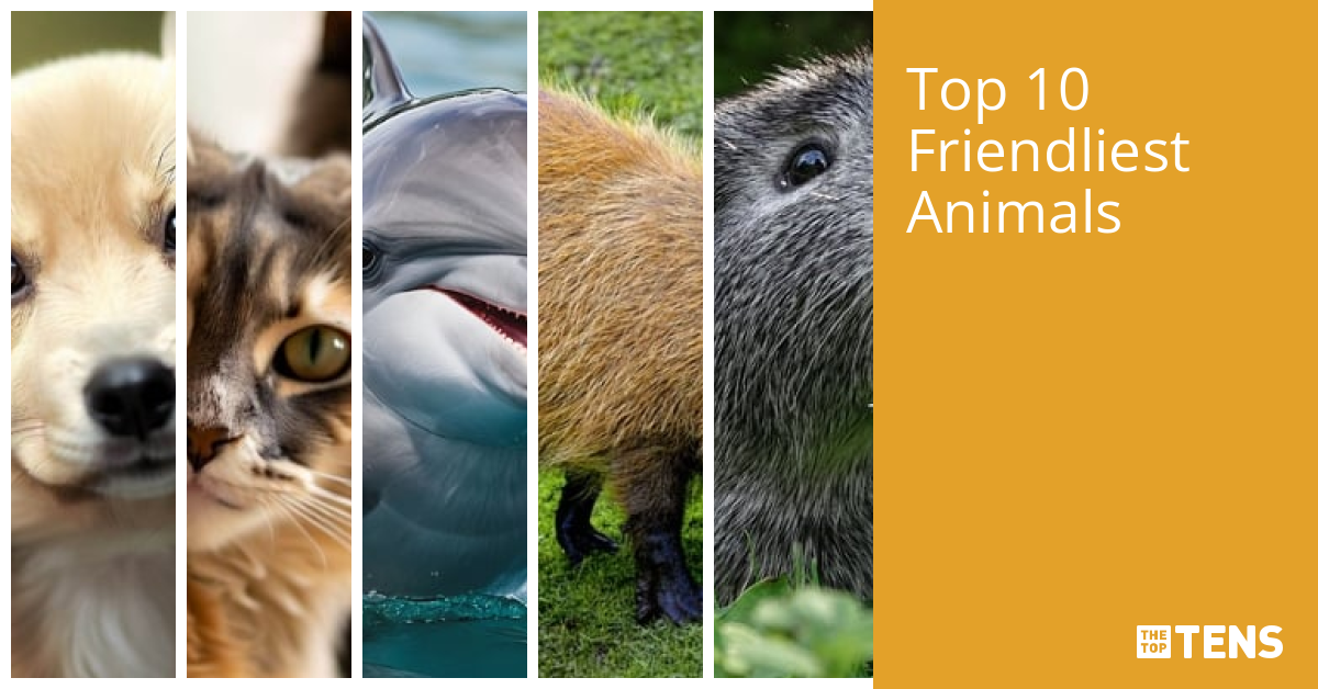 Top 10 Friendliest Animals - TheTopTens