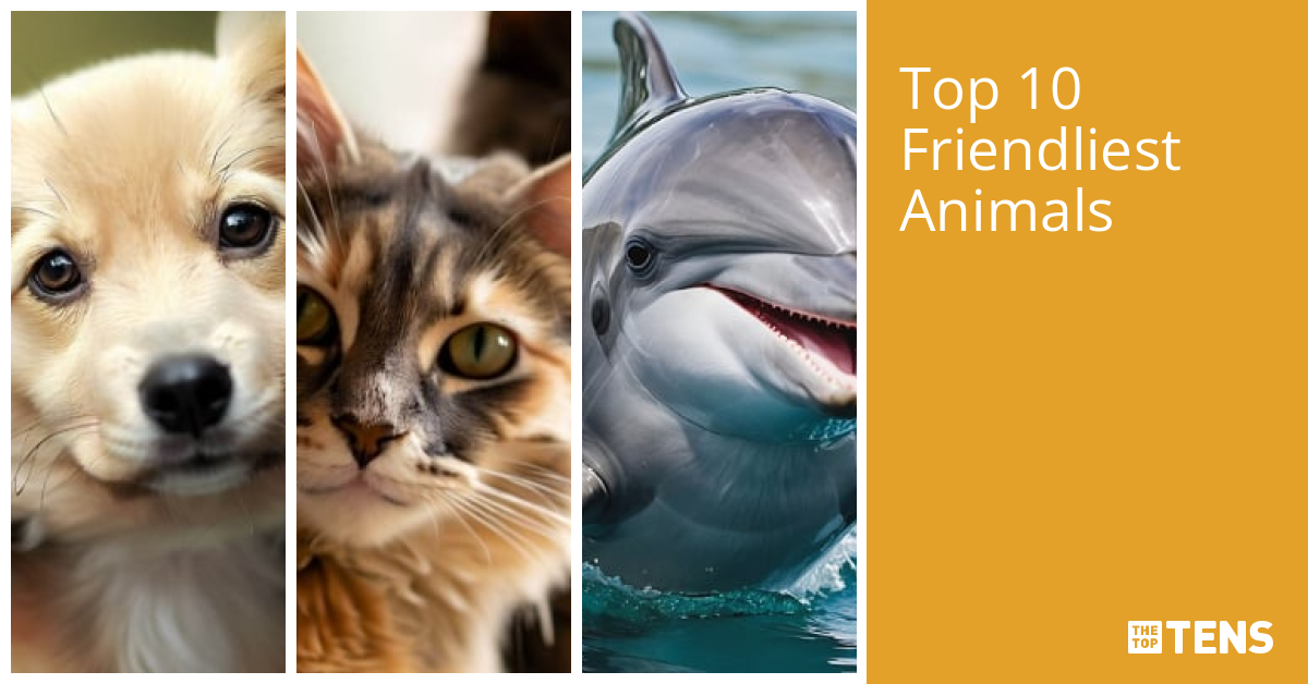 Top 10 Friendliest Animals - TheTopTens