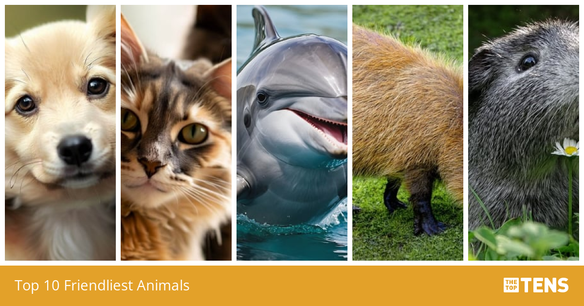 Top 10 Friendliest Animals