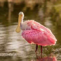 Top Ten Funniest Birds