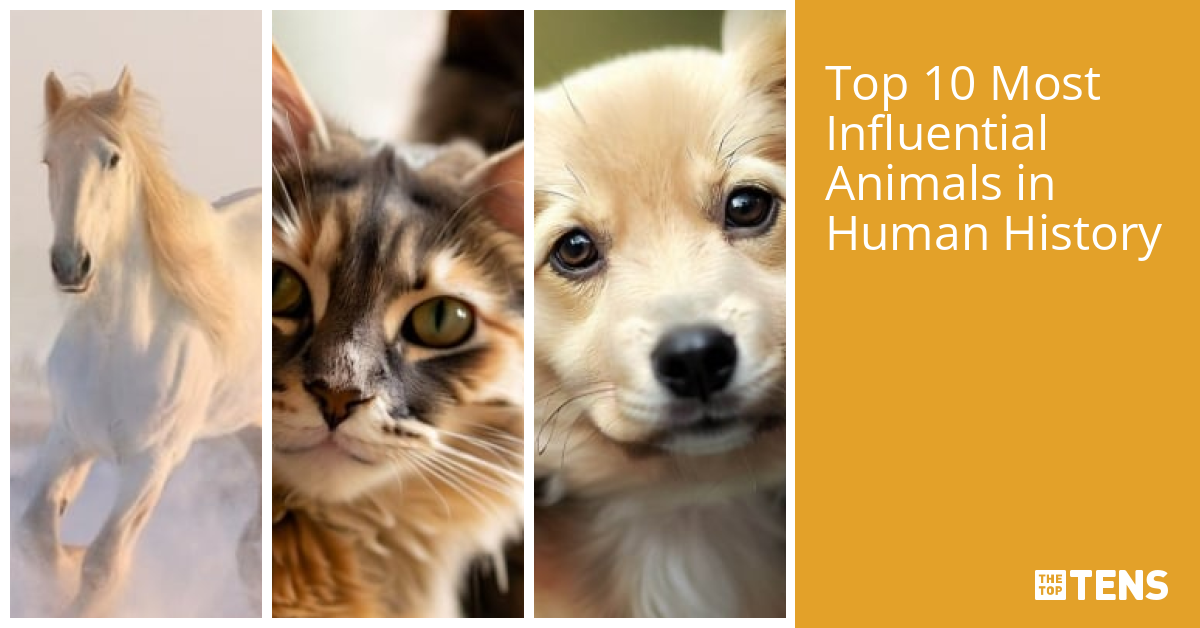 Top Ten Most Influential Animals In Human History - TheTopTens
