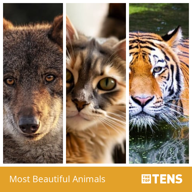 Ten Most Beautiful Animals World Most Beautiful Animals : R/Animals