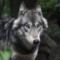 Top 10 Most Overrated Animals