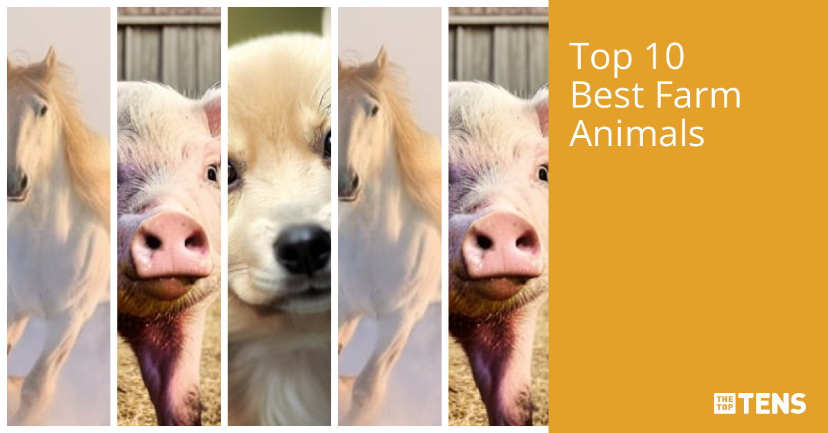 Top Ten Farm Animals - TheTopTens