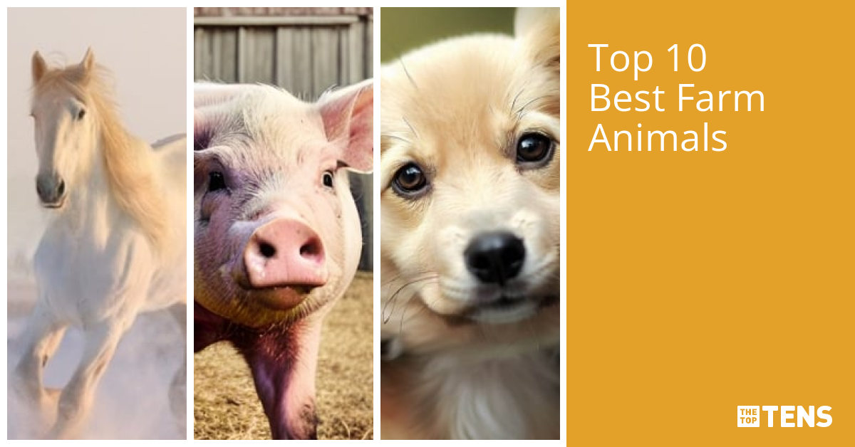 Top 10 Best Farm Animals