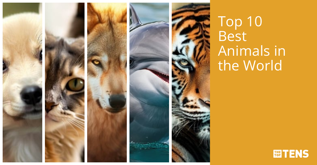 All Animals In The World