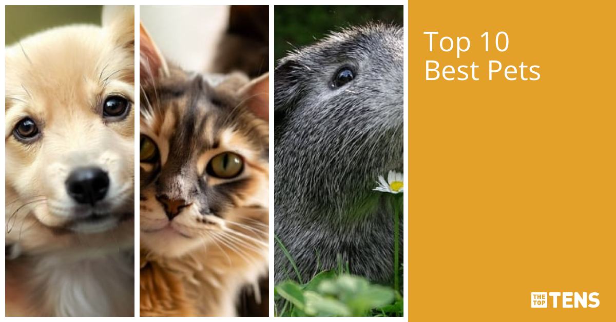 Top Ten Best Pets - TheTopTens