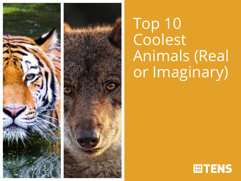 Top 10 Coolest Animals In The World