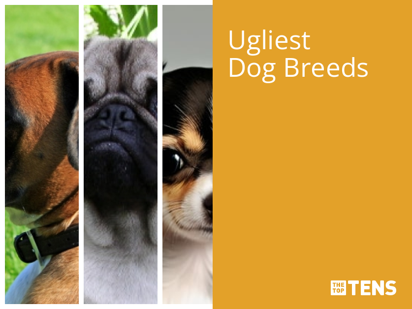 Ugly Dog Breeds Top 10