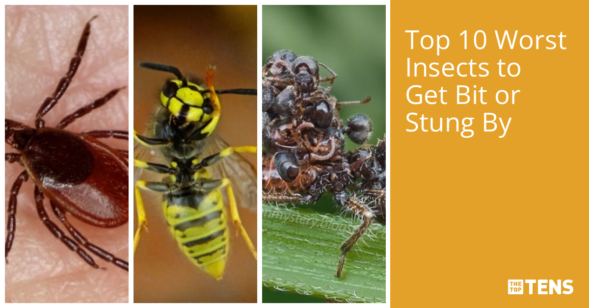 Top 10 Worst Insects to Get Bit or Stung By