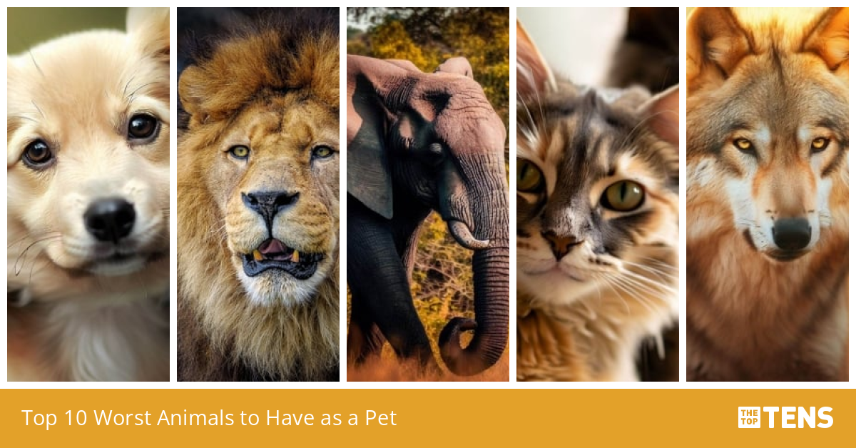 Top 10 Worst Animals to Have as a Pet