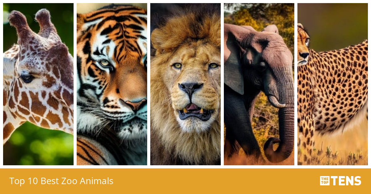 Top 10 Best Zoo Animals