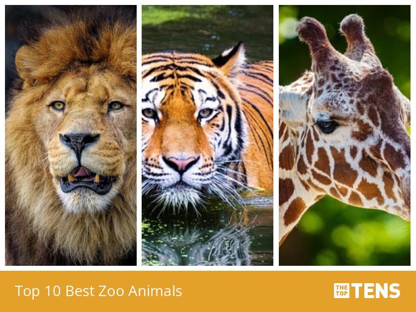 Best Zoo Animals Red Panda Ridge Has Been Ranked 6th Best Zoo Exhibit