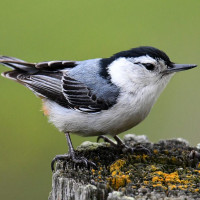 Top Ten Cutest Birds