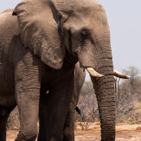 Top 10 Most Useful Animals