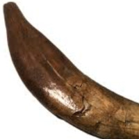 Top 10 Facts About Saber-Toothed Cats