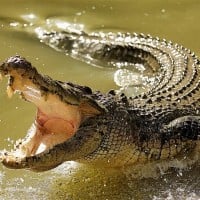 Top 10 Toughest Animals